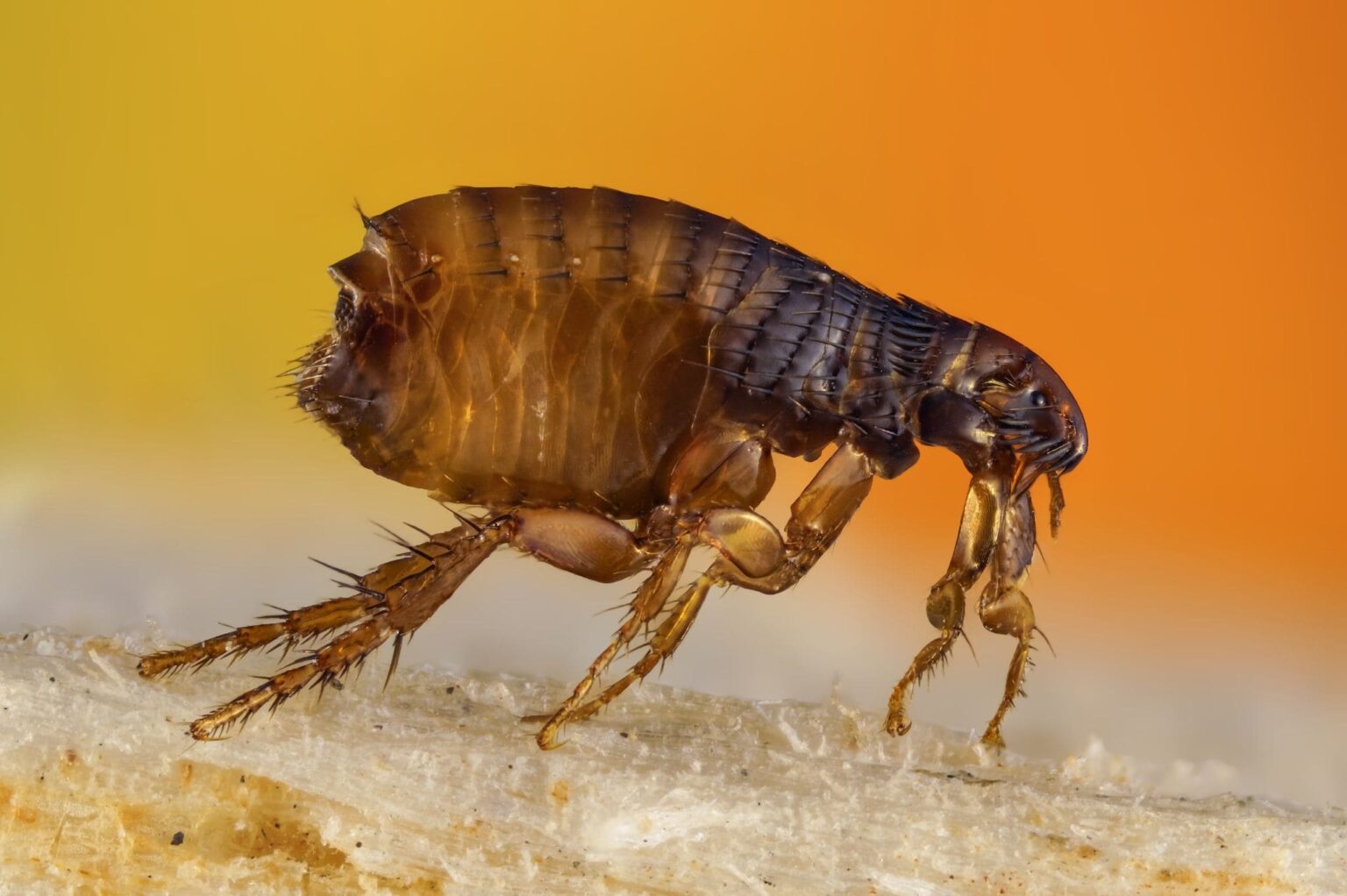 biologia das pragas pulgas – Dedetizadora – Casagrande